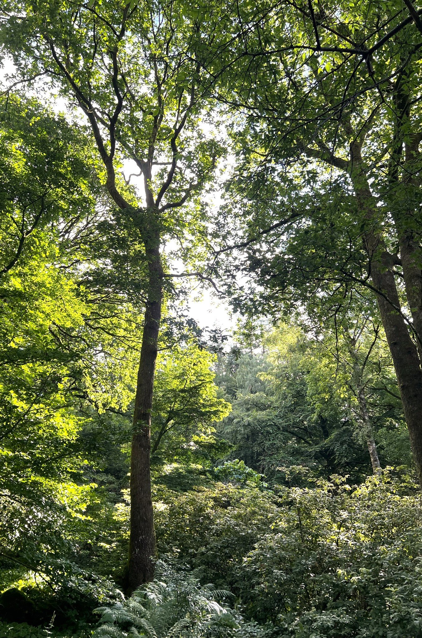 Skelghyll Woods Lake District with Kids - Lake District with Kids