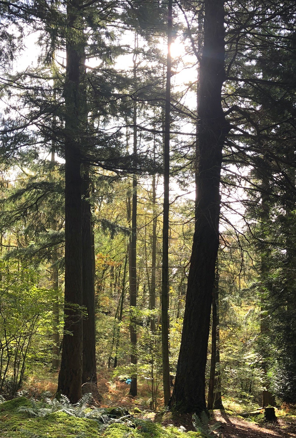 Skelghyll Woods Lake District with Kids - Lake District with Kids
